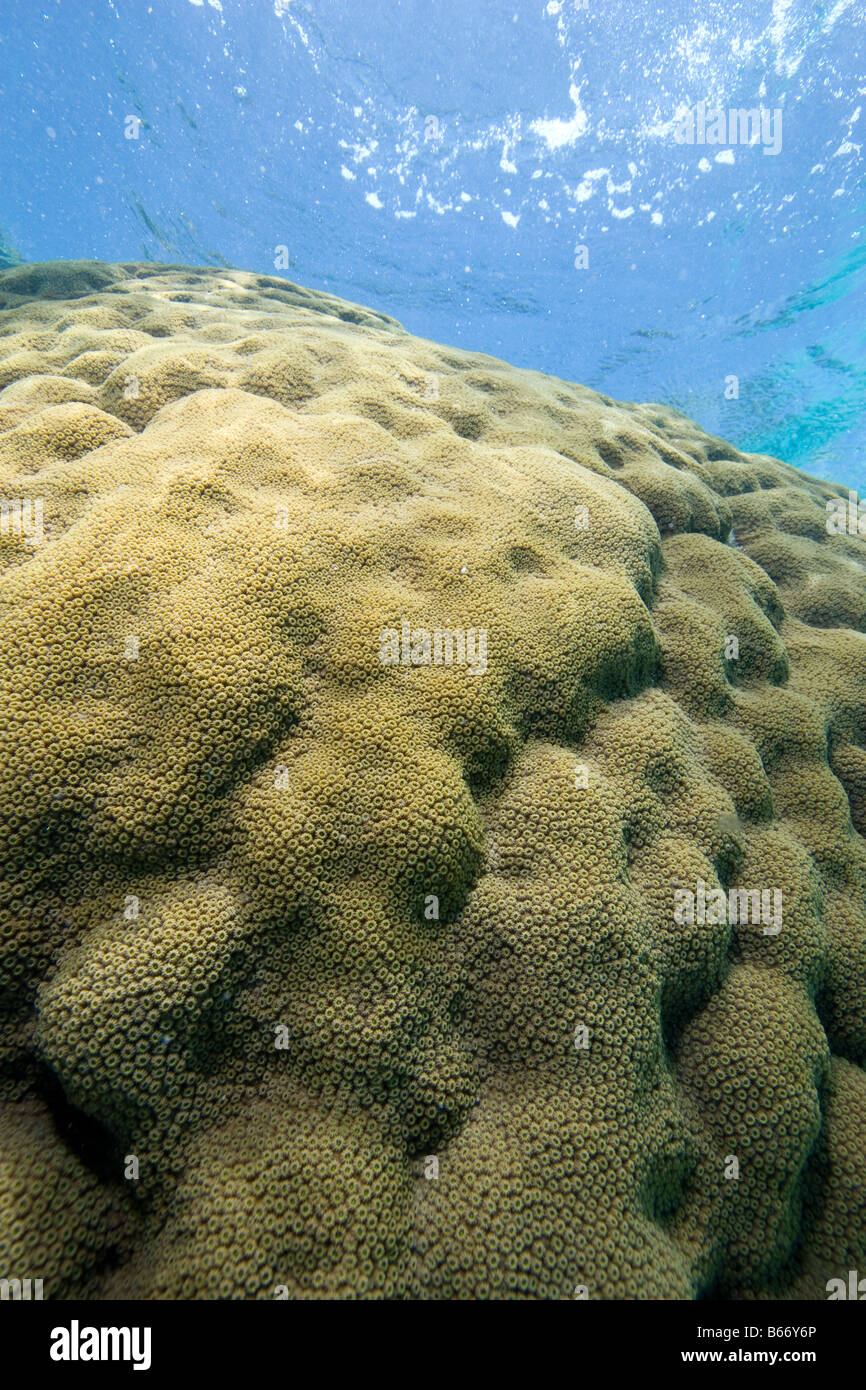 Star coral florida ocean hi-res stock photography and images - Alamy
