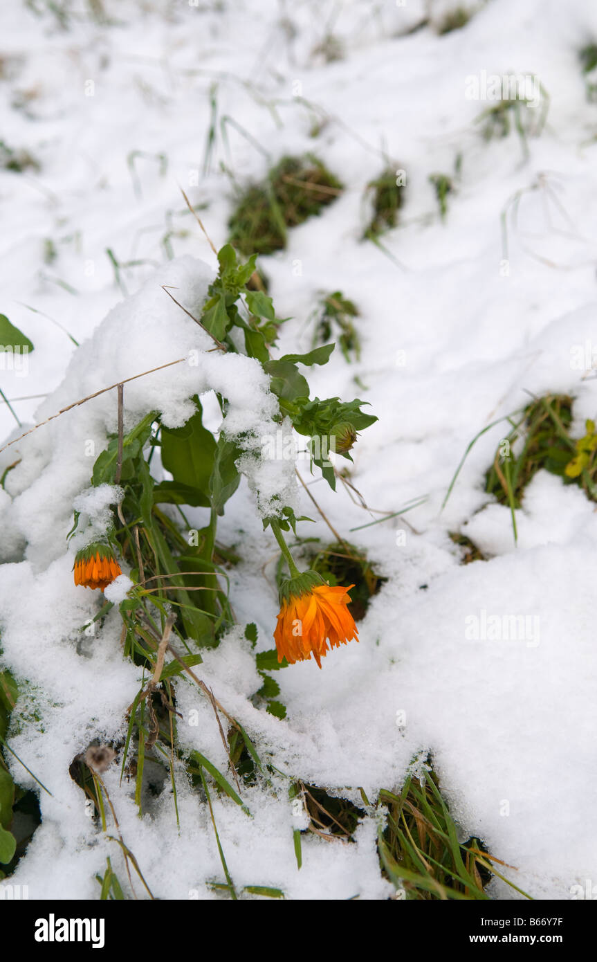 Dead marigold in the snow Stock Photo - Alamy