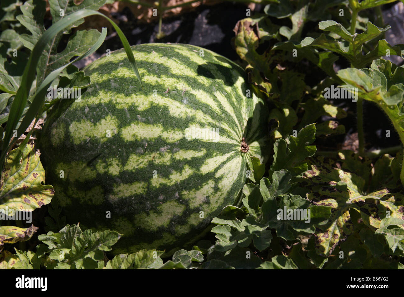 Large seedless watermelon Stock Photo - Alamy