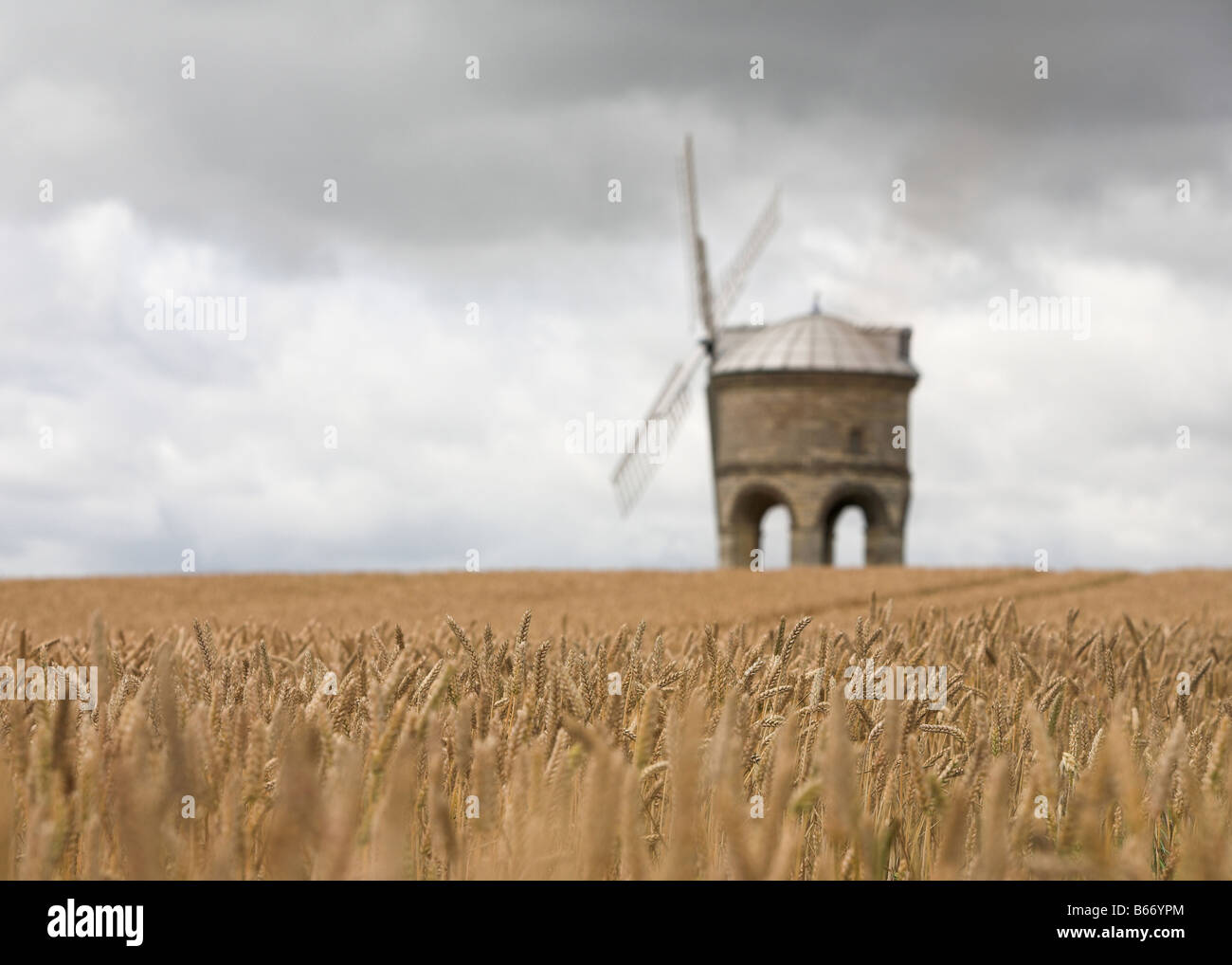 A stone windmill in a cornfield - focus on the corn crop Stock Photo ...