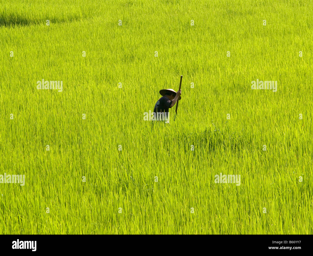 farmer in the rice field in Muang Ngoi in northern Laos Stock Photo - Alamy