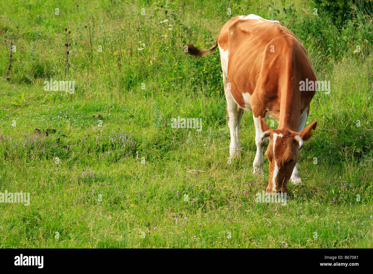 Podolia village hi-res stock photography and images - Alamy