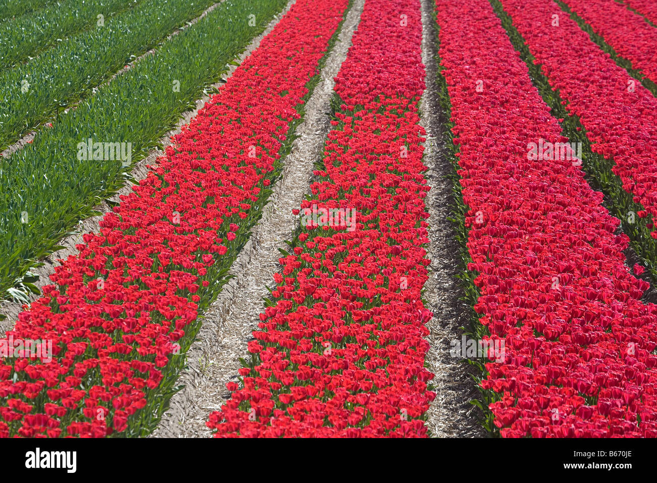 Field of tulips Stock Photo - Alamy