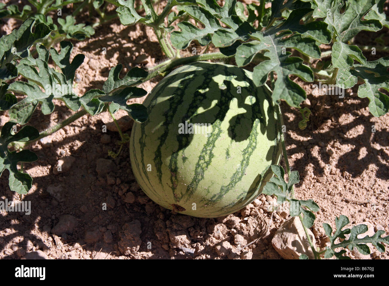 Planta de sandia hi-res stock photography and images - Alamy