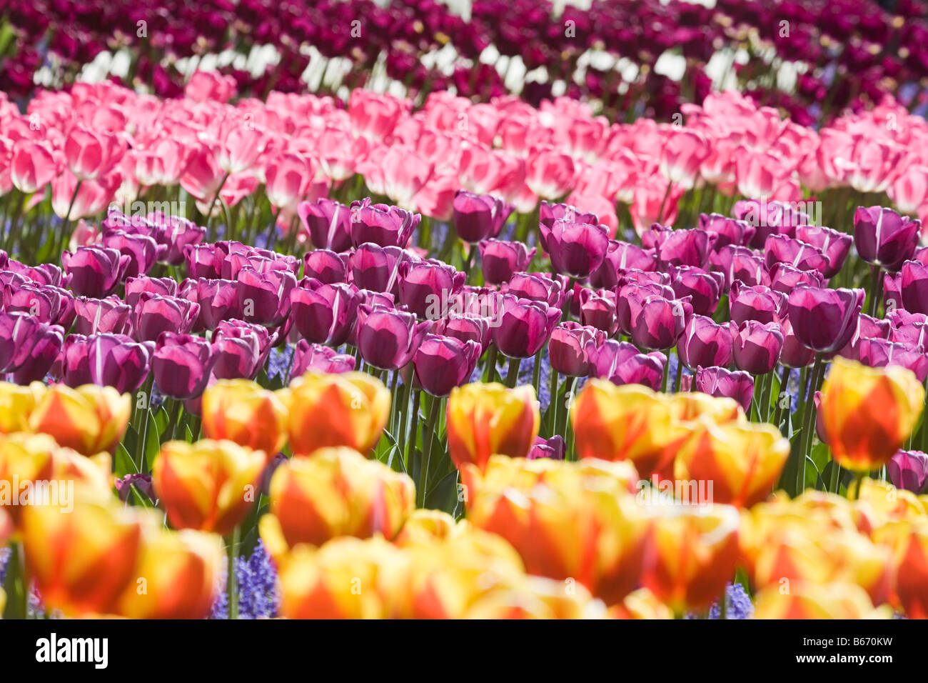 Pink Species Tulips High Resolution Stock Photography and Images - Alamy