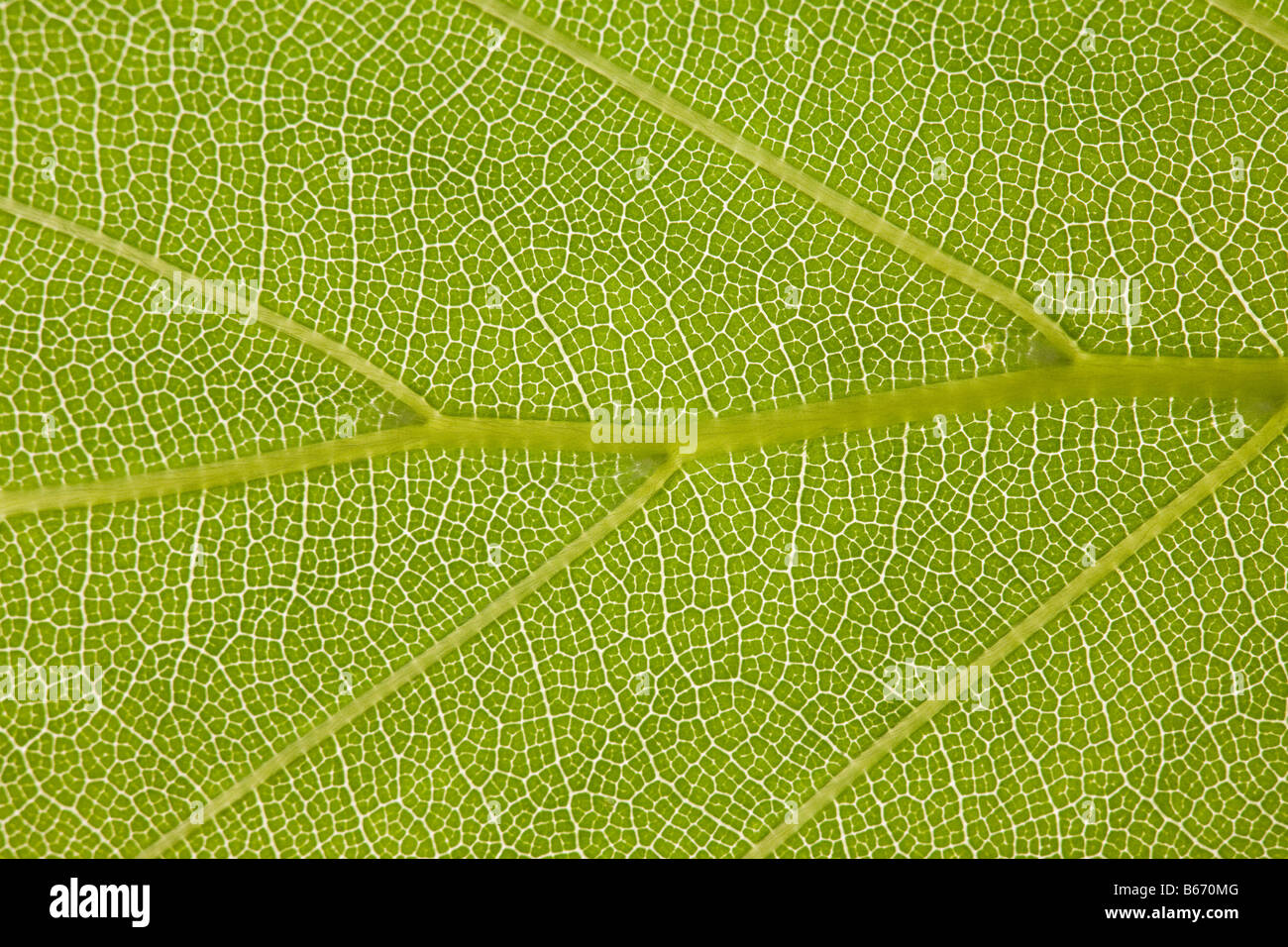 Close up of a leaf Stock Photo - Alamy