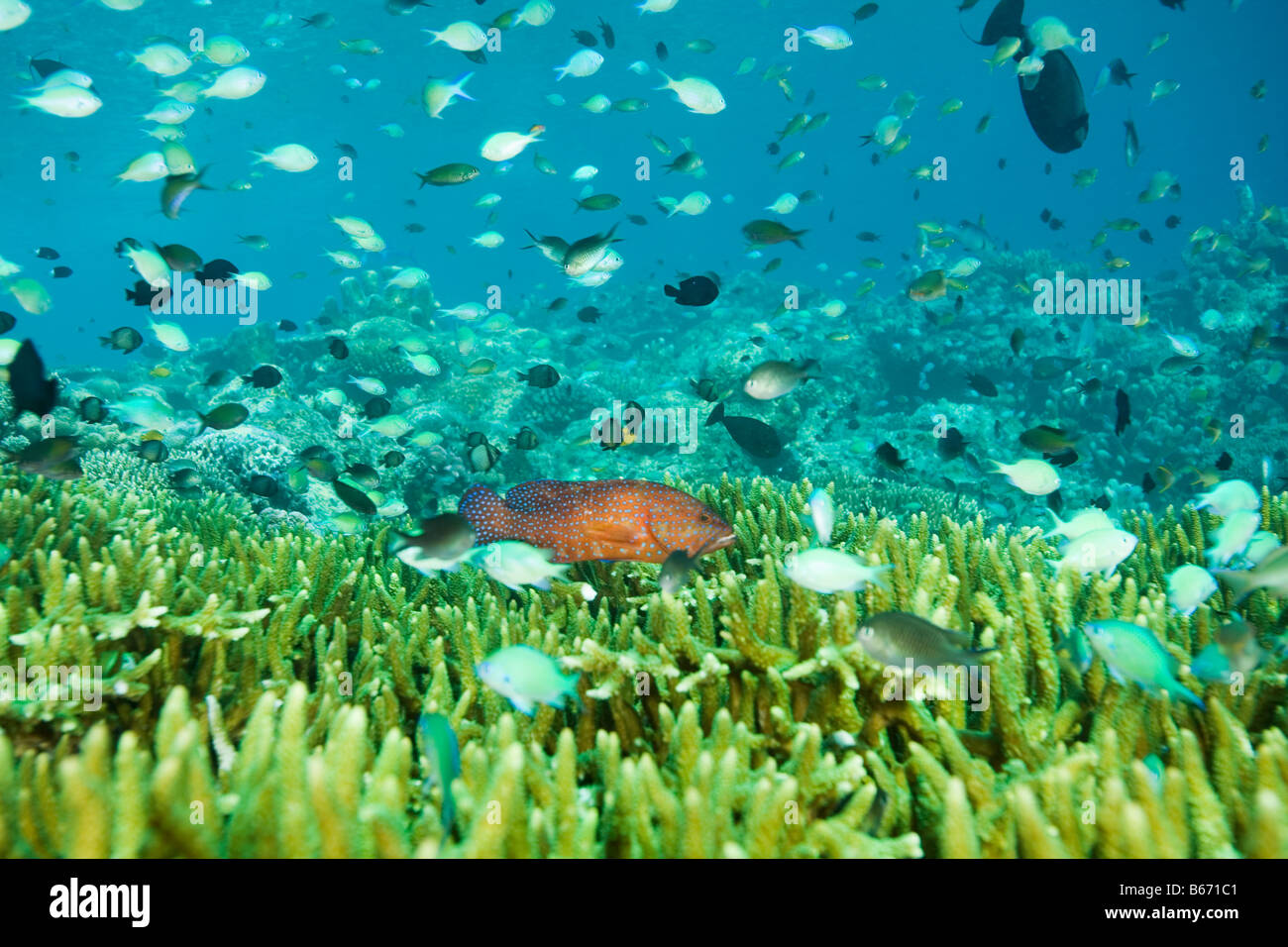 Fish swimming off sipadan island Stock Photo - Alamy
