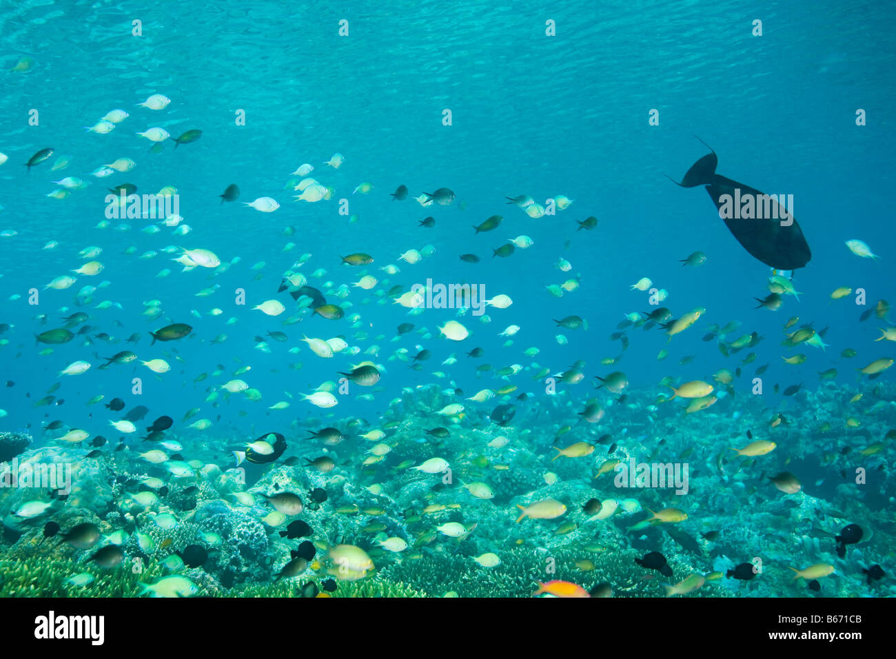 Fish swimming off sipadan island Stock Photo - Alamy