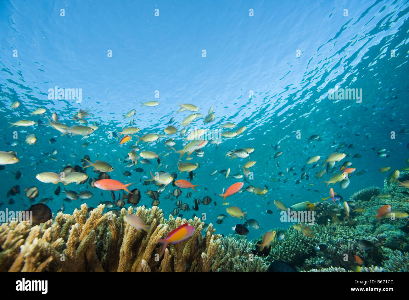 Fish swimming off sipadan island Stock Photo - Alamy