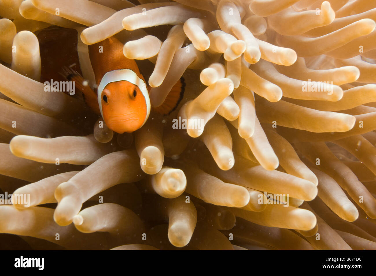 Close up coral fish hi-res stock photography and images - Alamy