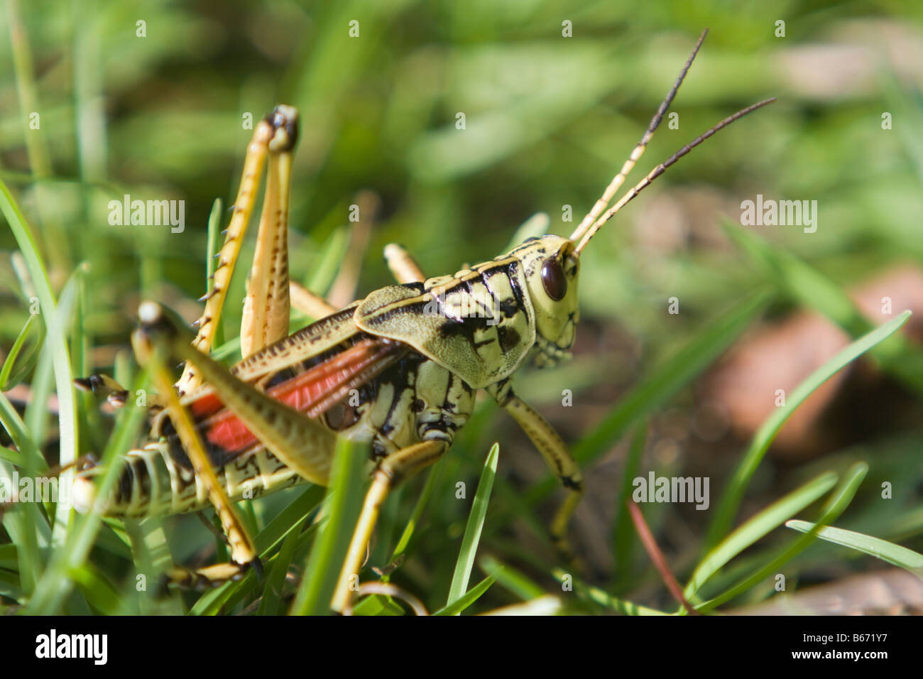 Cricket insect legs hi-res stock photography and images - Alamy