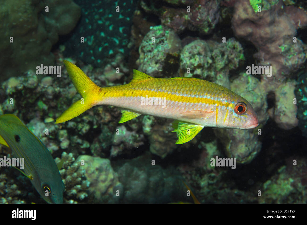 Yellowfin Goatfish Mulloidichthys vanicolensis Marsa Alam Red Sea Egypt ...