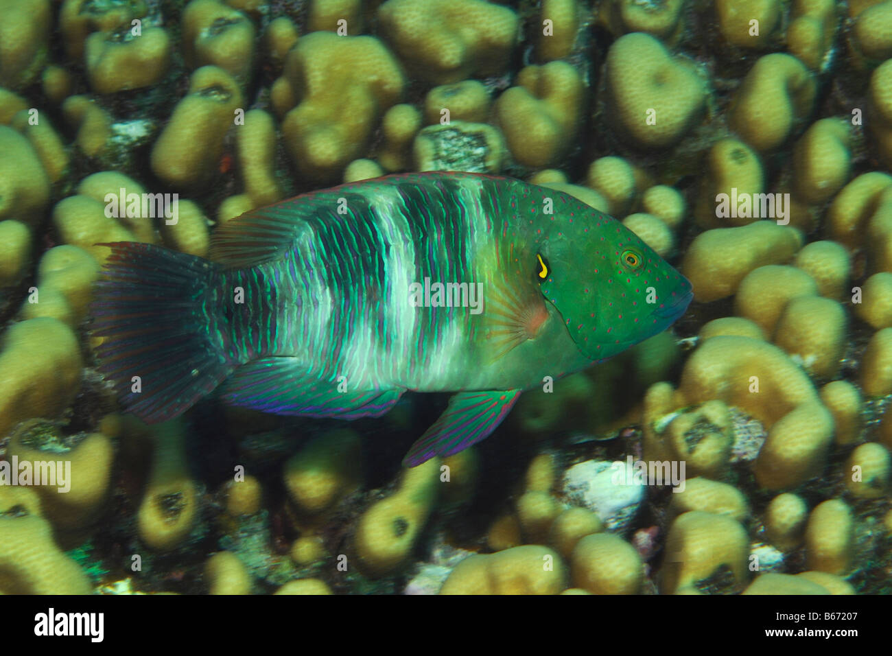 Broomtail Wrasse Cheilinus lunulatus Marsa Alam Red Sea Egypt Stock ...