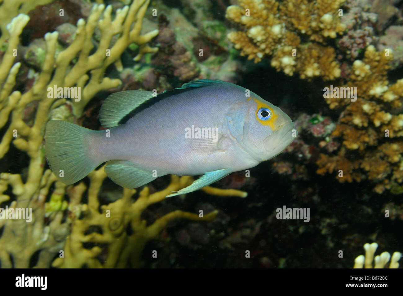 Diploprion hi-res stock photography and images - Alamy