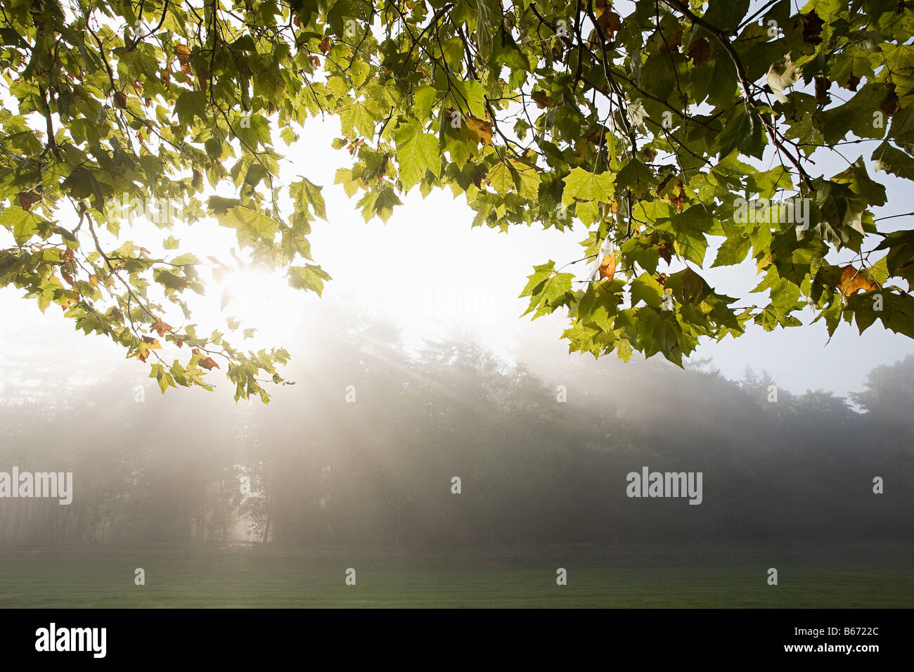 Sunlight through trees Stock Photo - Alamy