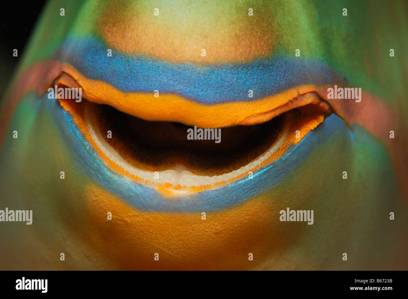 Longnose Parrotfish Hipposcarus Harid High Resolution Stock Photography ...