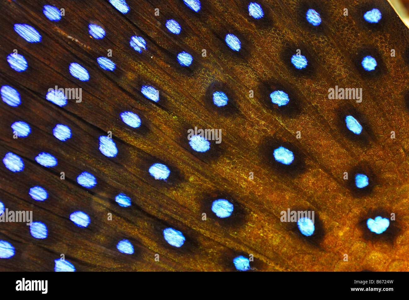 Tail of Red Sea Grouper Cephalopholis hemistiktos Marsa Alam Red Sea ...