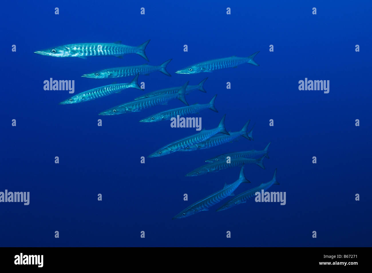 Baracuda africa hi-res stock photography and images - Alamy
