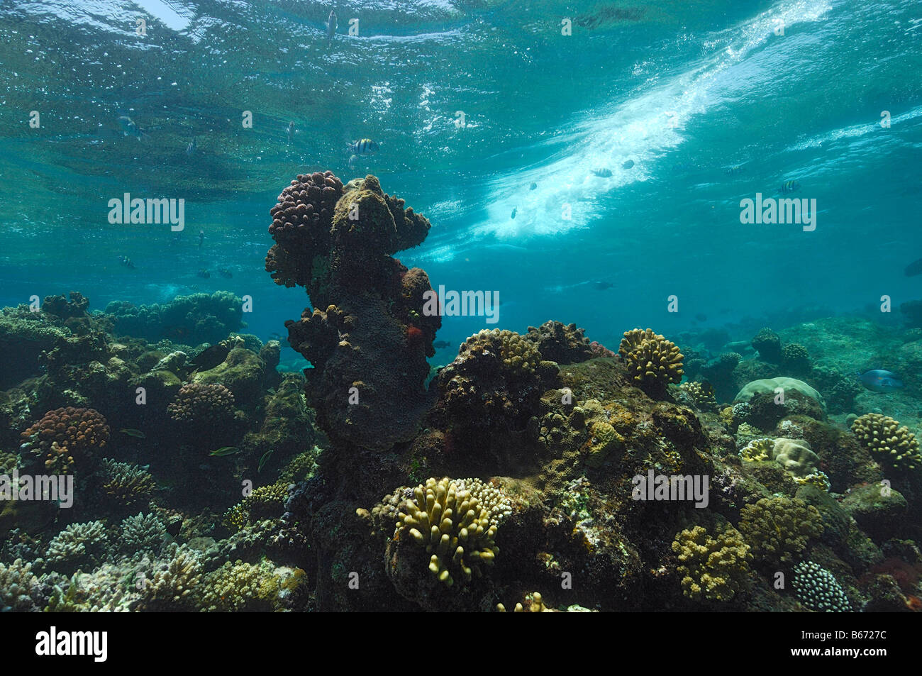 Reef Top Marsa Alam Red Sea Egypt Stock Photo - Alamy