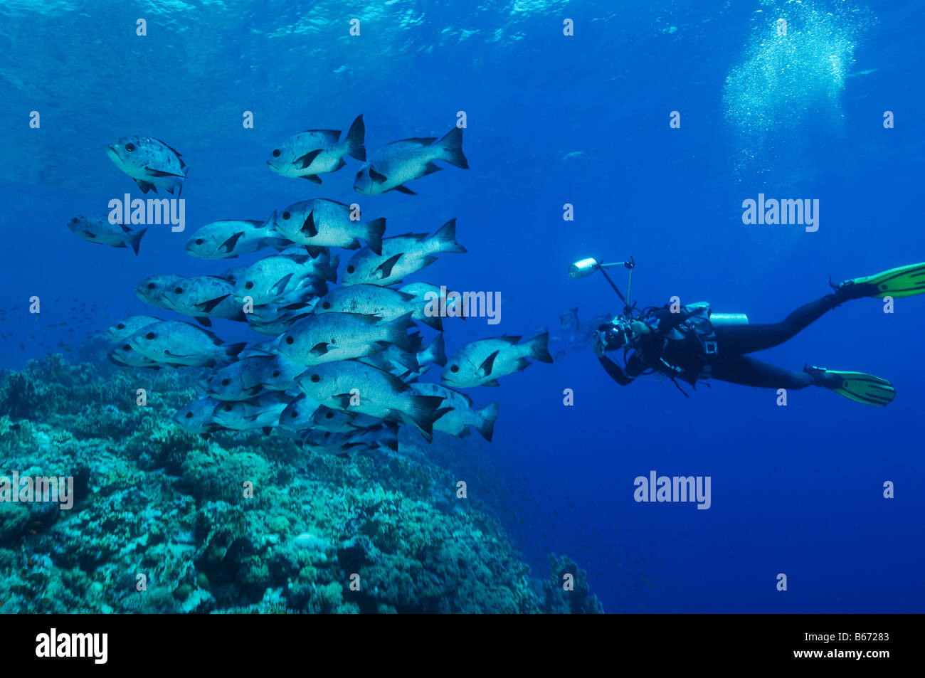 Photographer and Black Snapper Macolor niger Elphinstone Reef Red Sea ...