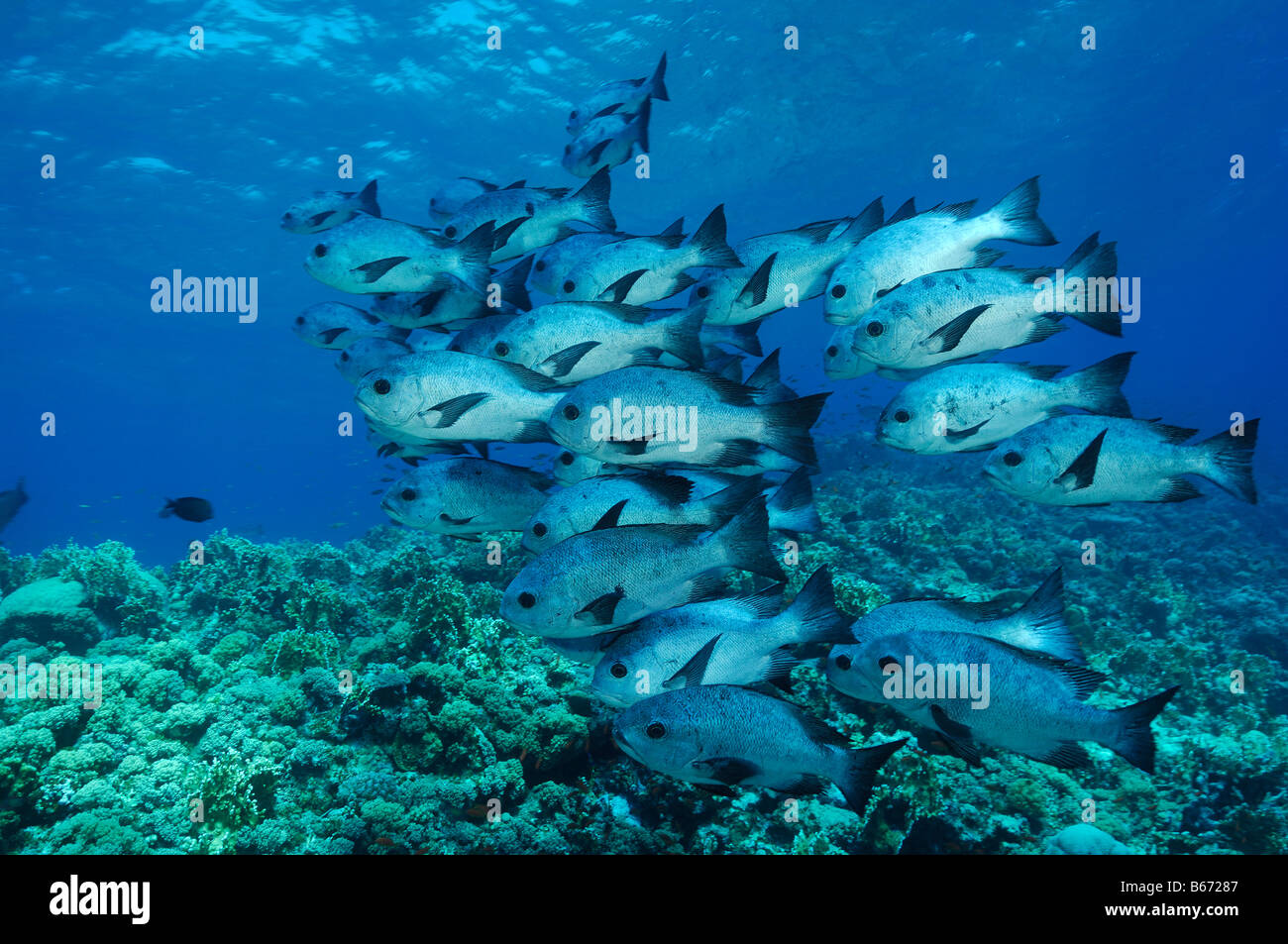 Black Snapper Macolor niger Elphinstone Reef Red Sea Egypt Stock Photo ...