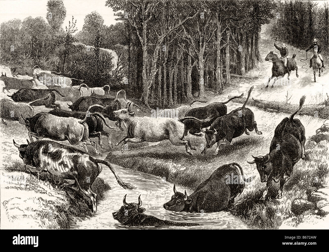 Driving cattle circa 1880. From the book Australian Pictures by Howard ...