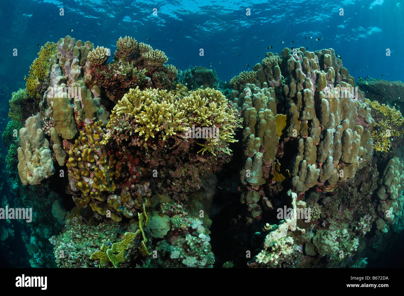 Coral Reef Abu Dabab Marsa Alam Red Sea Egypt Stock Photo - Alamy