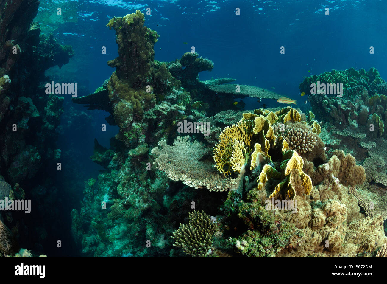 Coral Reef Abu Dabab Marsa Alam Red Sea Egypt Stock Photo - Alamy