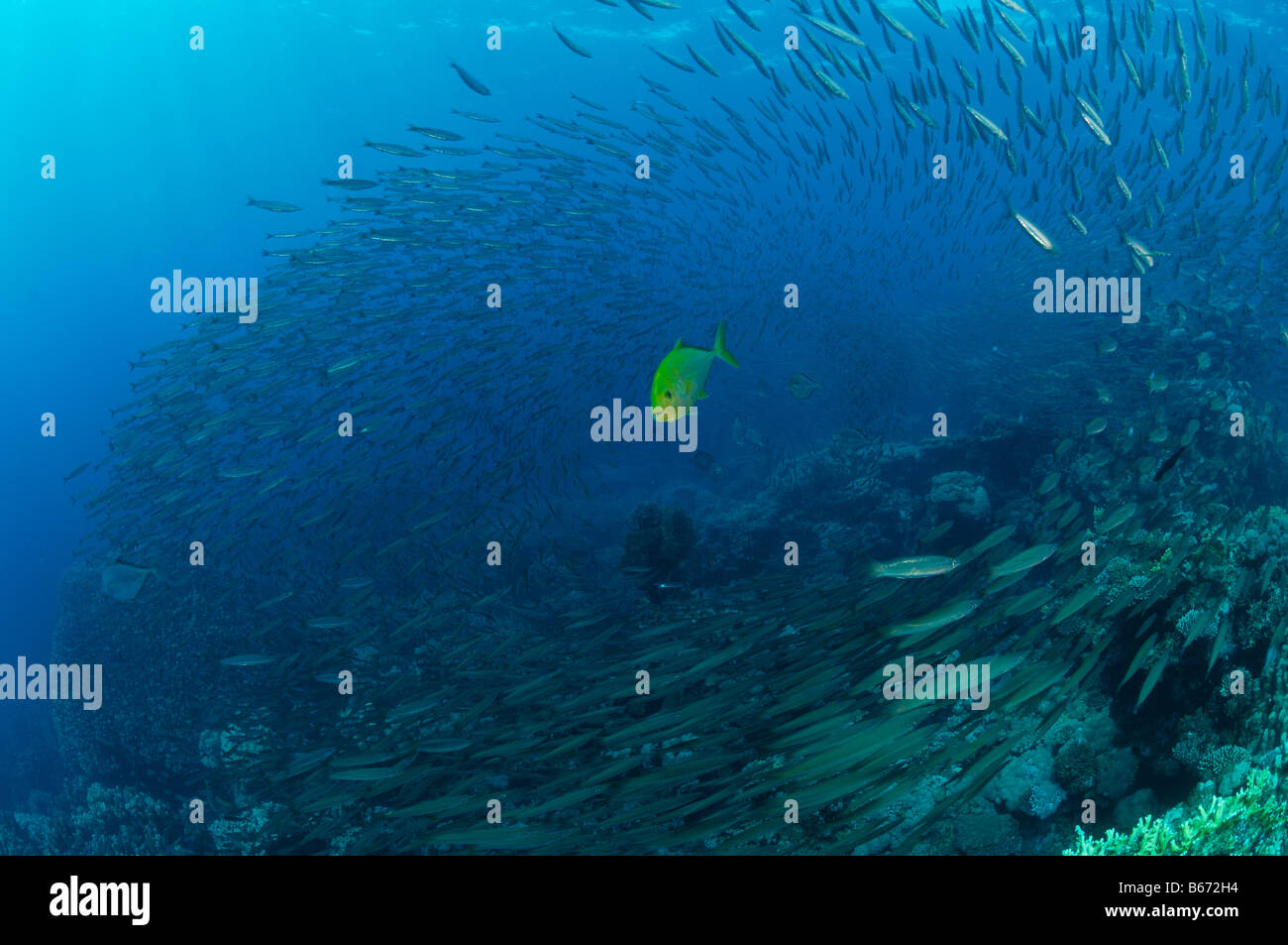 Spotted Trevallys and Yellowtail Barracudas hunting at Reef Sphyraena ...