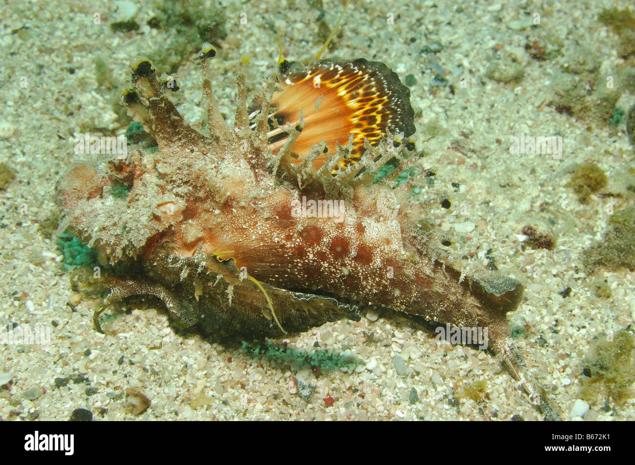 Spiny Devilfish Inimicus filamentosus Marsa Alam Red Sea Egypt Stock ...