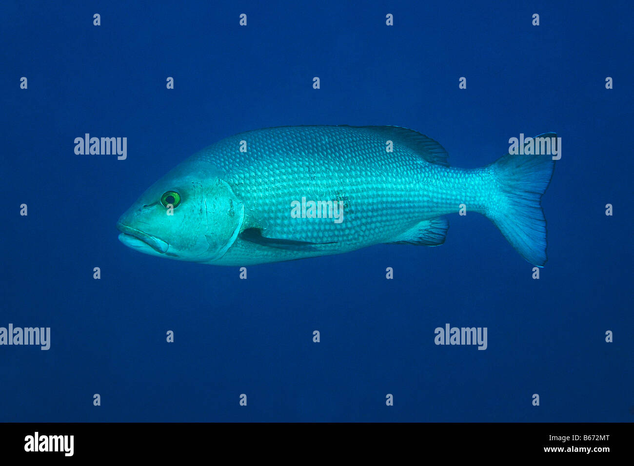 Red Reef Snapper Lutjanus bohar Marsa Alam Red Sea Egypt Stock Photo ...