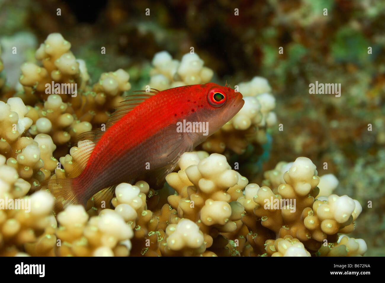 Red hawkfish hi-res stock photography and images - Alamy
