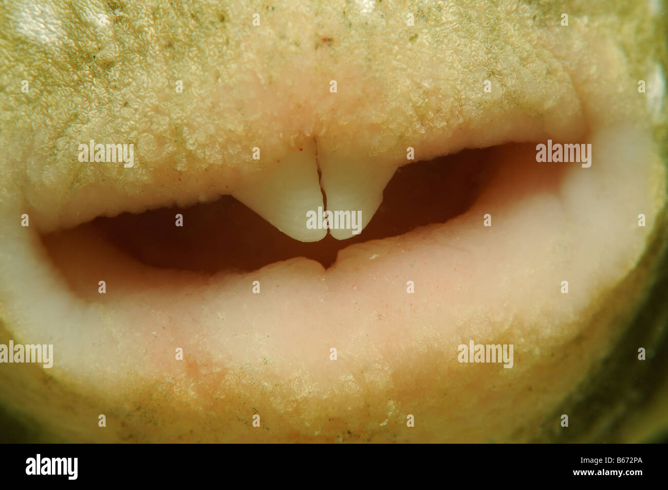 Teeth of Ringed Puffer Arothron hispidus Marsa Alam Red Sea Egypt Stock ...