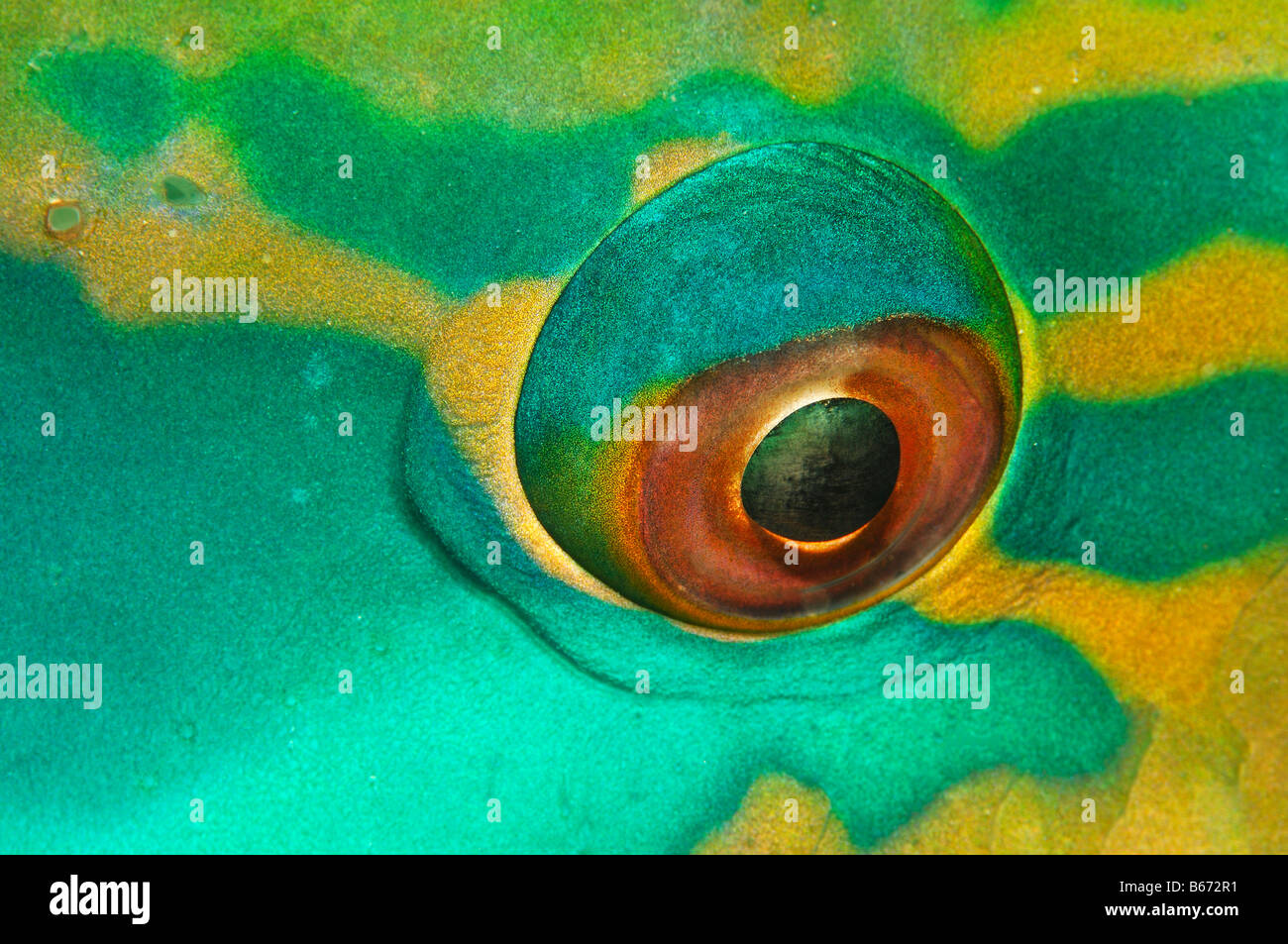 Eye of Rusty Parrotfish Scarus ferrugineus Marsa Alam Red Sea Egypt ...