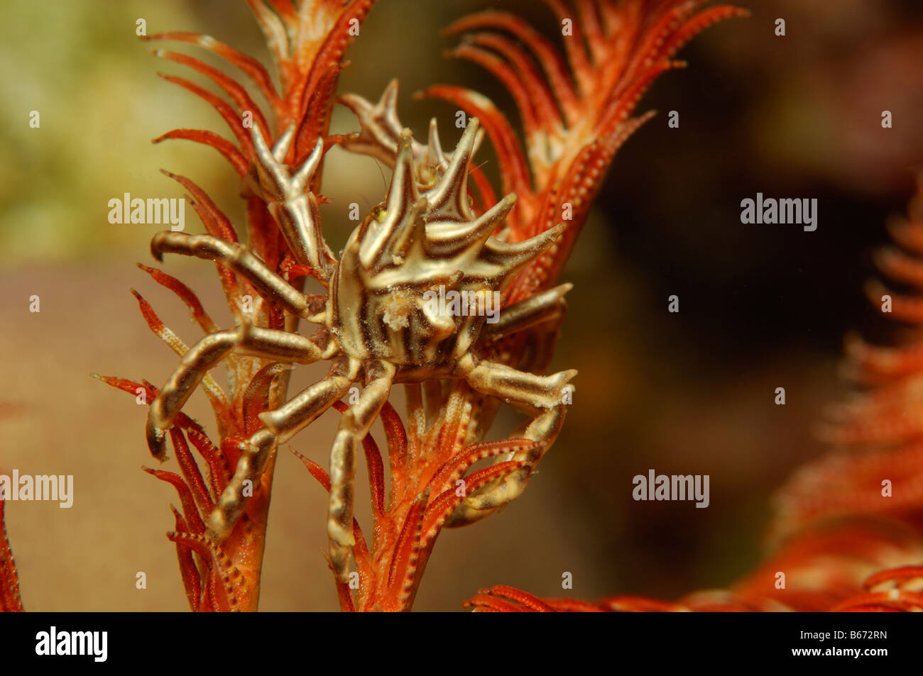 Crab in Crinoid unidentyfied Marsa Alam Red Sea Egypt Stock Photo - Alamy