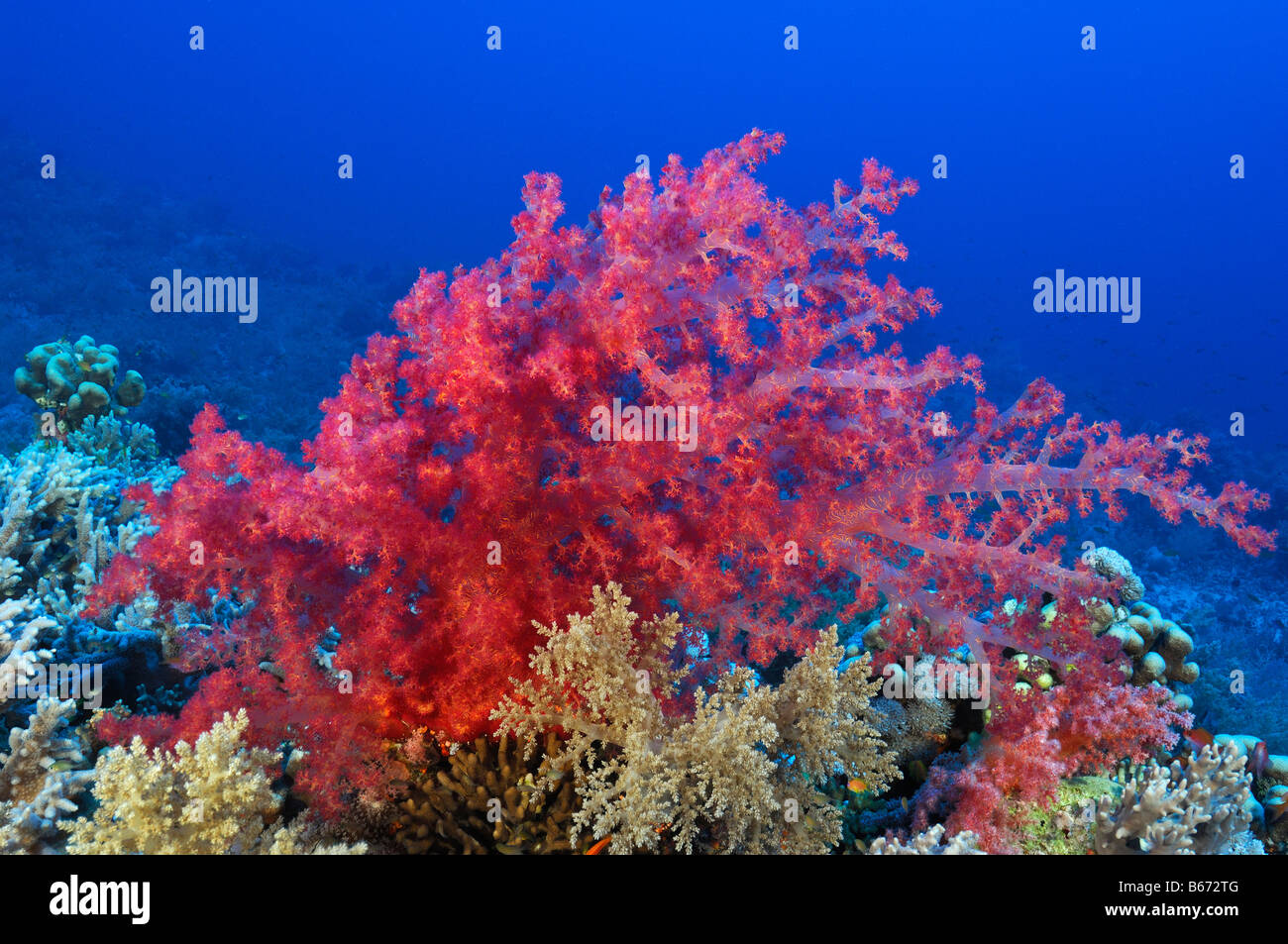 Coral Reef with Soft Corals Marsa Alam Red Sea Egypt Stock Photo - Alamy