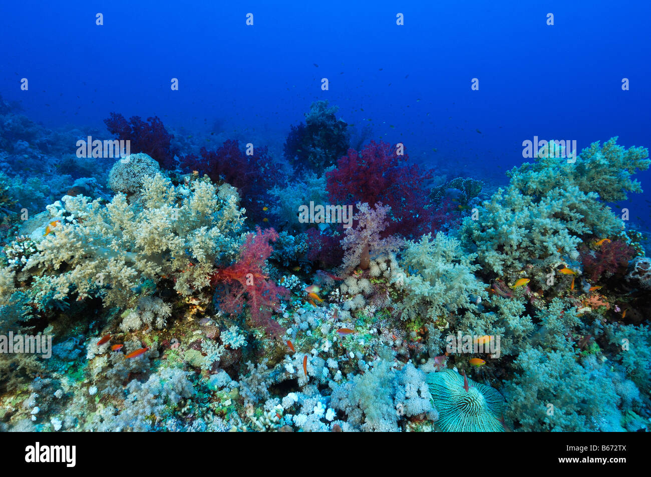Coral Reef with Soft Corals Marsa Alam Red Sea Egypt Stock Photo - Alamy