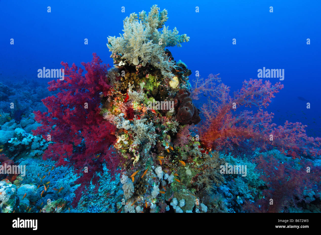 Coral Reef with Soft Corals Marsa Alam Red Sea Egypt Stock Photo - Alamy