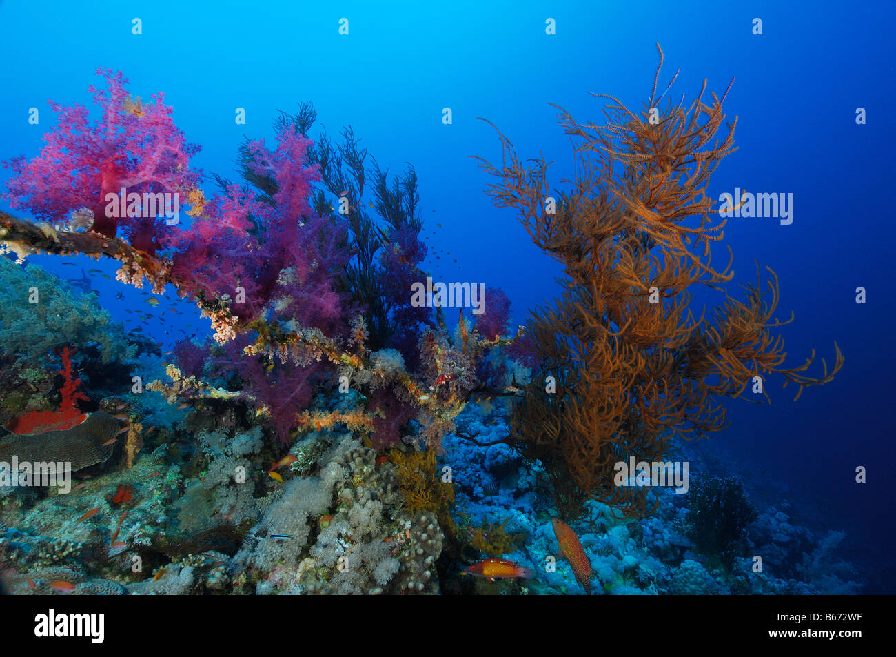 Coral Reef with Soft Corals Marsa Alam Red Sea Egypt Stock Photo - Alamy