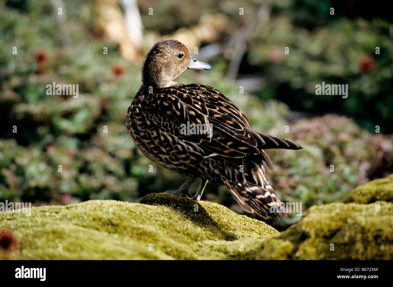 Prédateurs hi-res stock photography and images - Alamy