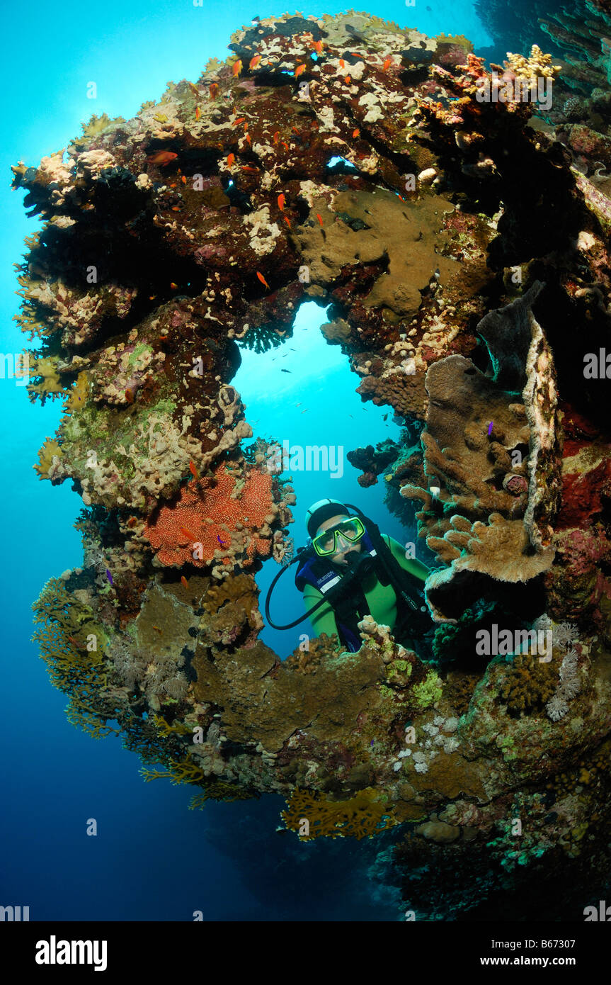 Diver and Coral Reef Marsa Alam Red Sea Egypt Stock Photo - Alamy