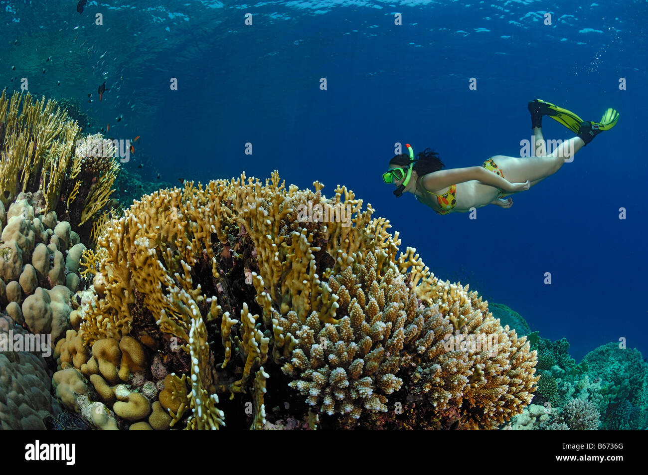 Hydrozoen hydrozoans hi-res stock photography and images - Alamy