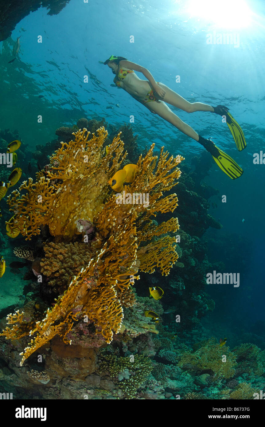 Hydrozoen hydrozoans hi-res stock photography and images - Alamy