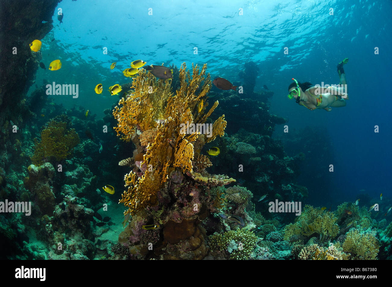 Fire Corals and Skin Diver Millepora dichotoma Marsa Alam Red Sea Egypt ...