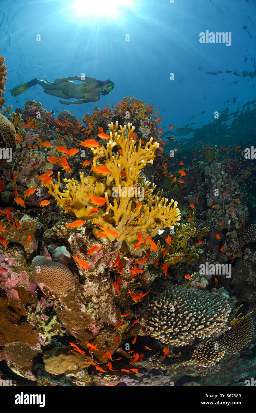 Skin Diver over Coral Reef Marsa Alam Red Sea Egypt Stock Photo - Alamy
