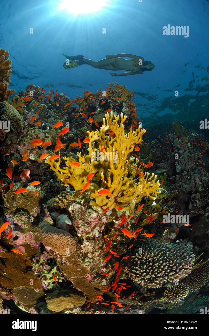 Skin Diver over Coral Reef Marsa Alam Red Sea Egypt Stock Photo - Alamy