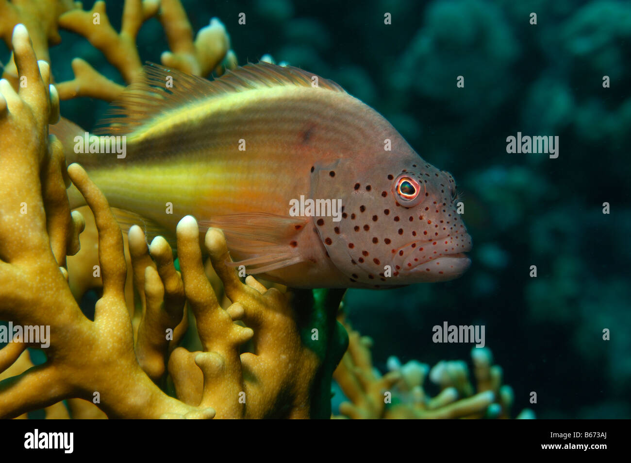 Blackside Hawkfish Paracirrhites forsteri Marsa Alam Red Sea Egypt ...