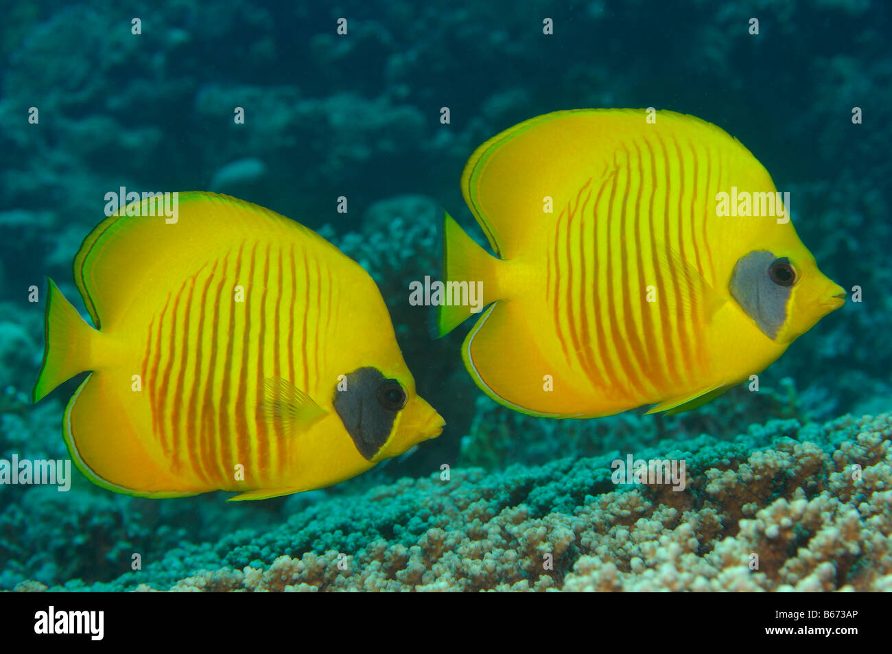 Lemon butterflyfish hi-res stock photography and images - Alamy