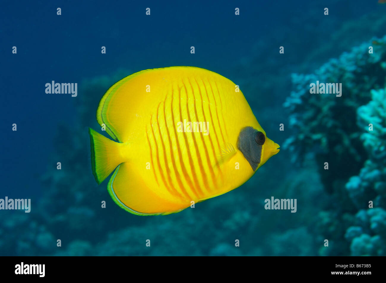 Lemon butterflyfish hi-res stock photography and images - Alamy