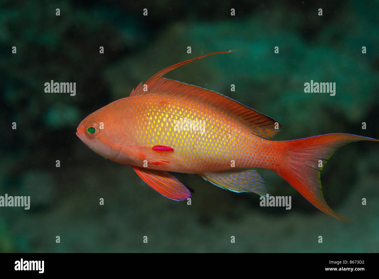 Lyretail anthias male hi-res stock photography and images - Alamy